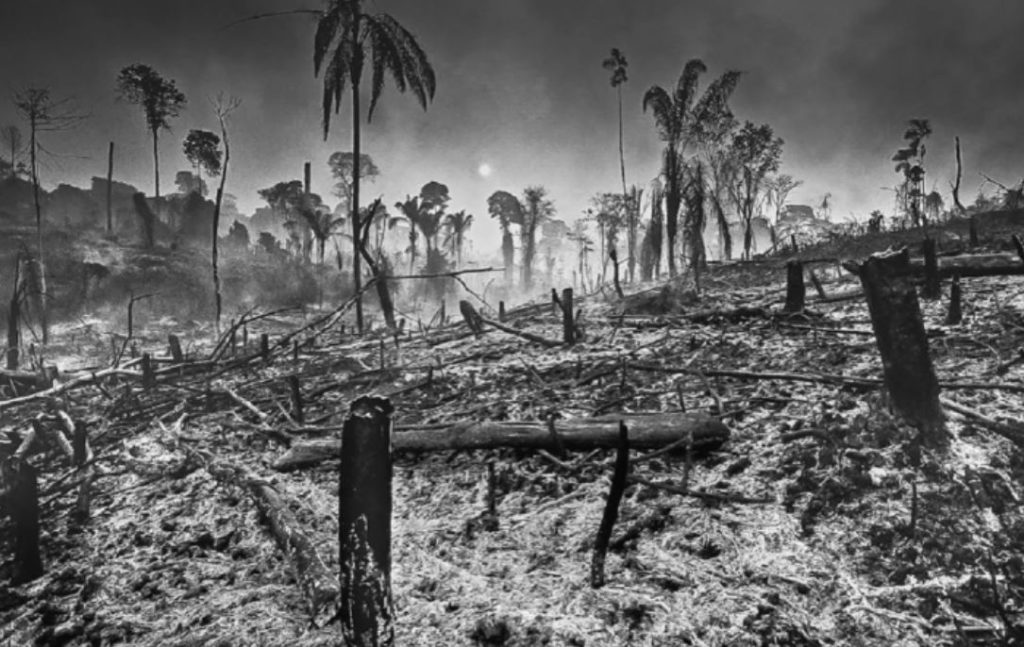 L'Olocausto dell'Amazzonia - Il Blog di Beppe Grillo